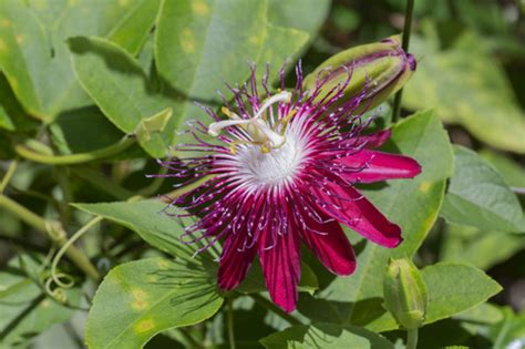 Passiflora Lady Margaret Hybrid Passiflora Incarnata × Miniata · Inaturalist