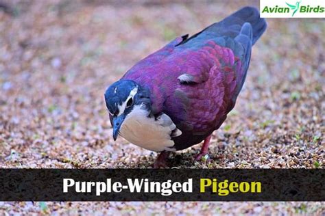 Purple Birds Identification Guide 48 Unique Species With Pictures