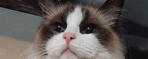 Рэгдолл питомник кошек Evadivadolls Ru Питомник кошек породы Рэгдолл в городе Санкт