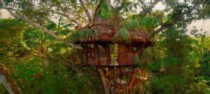 Treehouses Lodge Amazon River Expeditions