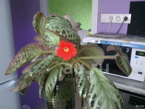 Эписция — купить в Красноярске Горшечные растения и комнатные цветы на интернет аукционе