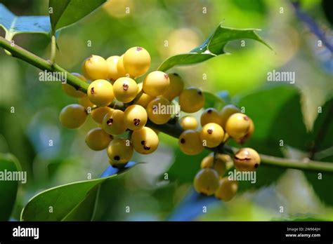 The yellow berries of the Ilex aquifolium BacciflavaÕ yellow berried holly bush Stock Photo