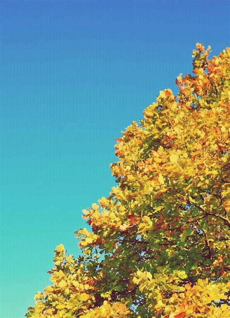 콧끝 시려운 가을 밤 포장마차 ♬ 3 거리포장마차포장마차메뉴서울포장마차가을풍경은행가을이미지낙엽실외포장마차