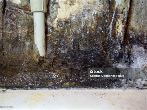 배관 공사 욕실에서 곰팡이 곰팡이와 노란색 플라크의 검은 점들 검은 곰팡이 타일에 먼지 청소가 필요합니다 독성곰팡이에 대한 스톡 사진 및 기타 이미지 Istock