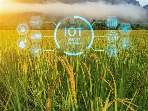 Smart Farming With Iot Growing Rice Farming With Infographics Smart Agriculture And Precision