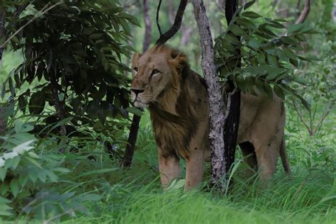 Meet Me In Niokolo Koba Senegal Where Wild Lives On A West African