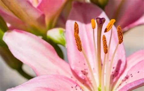 Tocantes poemas de cumpleaños para una hermana especial