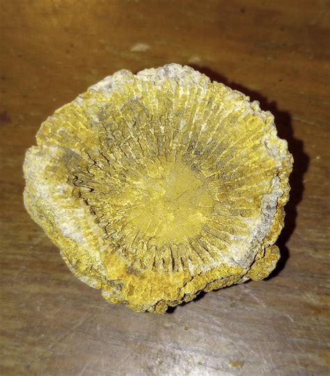 My Latest Fossil Find Please Help Me To Confirm What It Is R Fossils