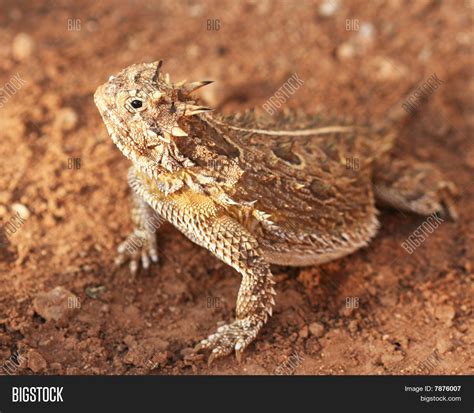 Horn Toad Images At Alesia Lehr Blog