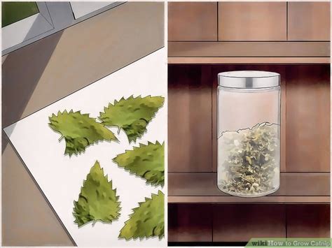 How To Grow Catnip 11 Steps With Pictures WikiHow
