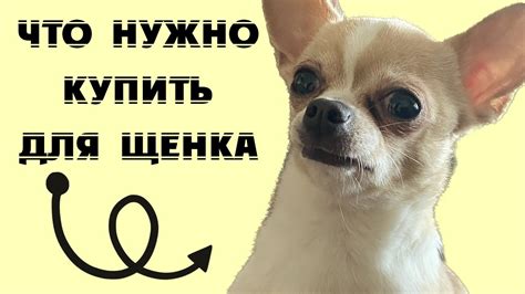 Что купить перед приобретением щенка Youtube