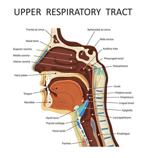 Vocal Tract Vector Images Depositphotos