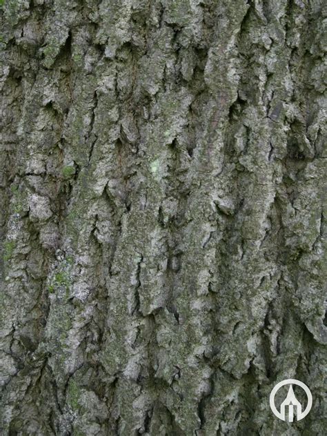 Liriodendron Tulipifera American Tulip Tree Boomkwekerijen M Van