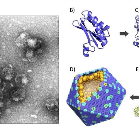 Cartoon Representations Of Four Bacterial Microcompartment Shell Download Scientific Diagram