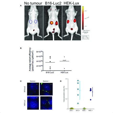 In Vivo Evaluation Of Tumor Vascularization A B16 Luc2 Cells 8 ×