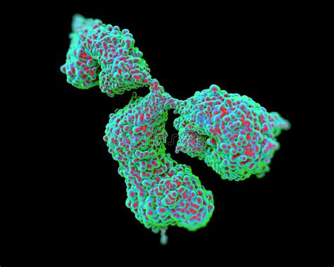 Anticorps De Limmunoglobuline G Illustration Stock Illustration Du