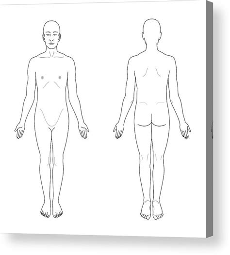 Anatomical Position Of Human Body