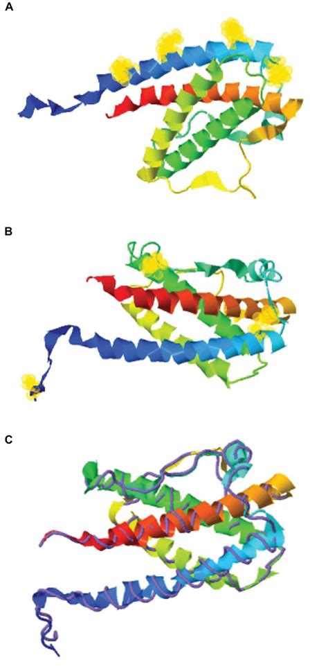 G CSF Protein Overview Sequence Structure Function And OFF