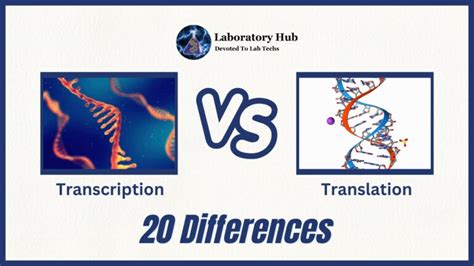Transcription Vs Translation 20 Differences
