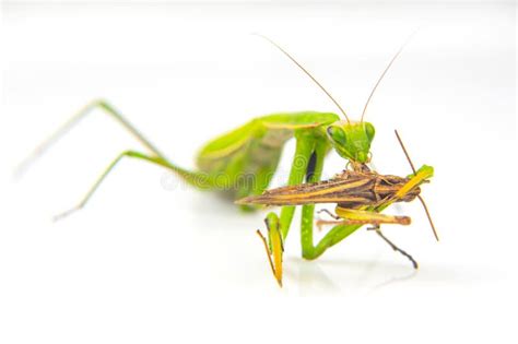 Praying Mantis Eats A Grasshopper Close Up On A White Background