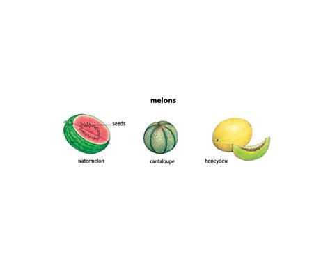 melon noun - Definition, pictures, pronunciation and usage notes ...