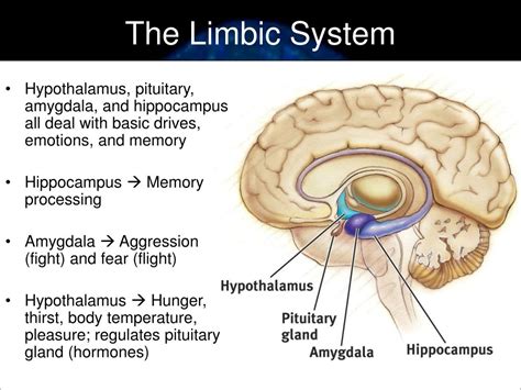 Brain Stem Limbic System Prefrontal Cortex 3780 Hot Sex Picture