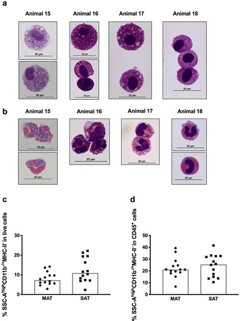 Granulocytes Non Polymorphonuclear In Adipose Tissue Representative Download Scientific