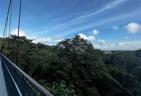 Treetop Walk Singapore Experience The Gees Travel