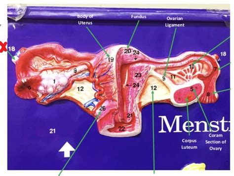 REPRODUCTIVE SYSTEM Flashcards Quizlet