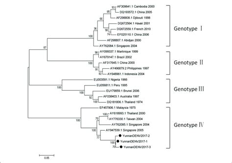 Phylogenetic Tree Of Denv Phylogenetic Tree Based On Non Structural