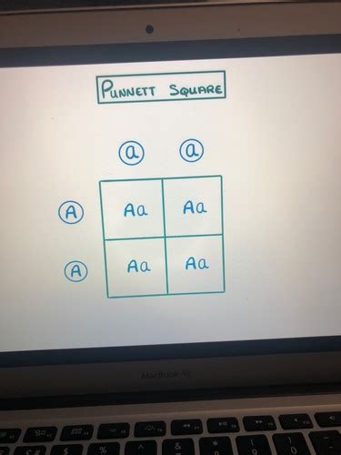 Inheritance Variation And Evolution Genetic Diagrams Flashcards