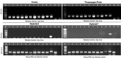 Detection Of Banana Bunchy Top Virus Partial Dna R Fragment 349 Bp Download Scientific