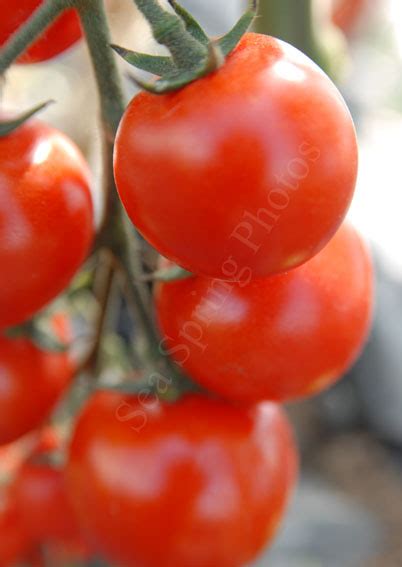 Sakura Tomato Buy Your Seeds Here Sea Spring Seeds