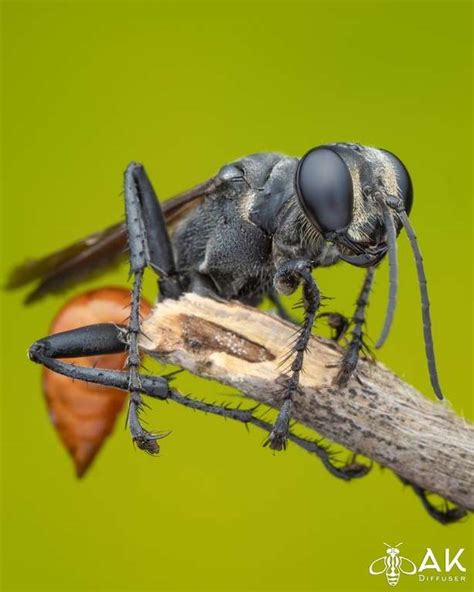 Ak Gallery Ak Diffuser