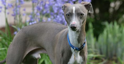 Galgo Italiano Características Carácter Y Cuidados