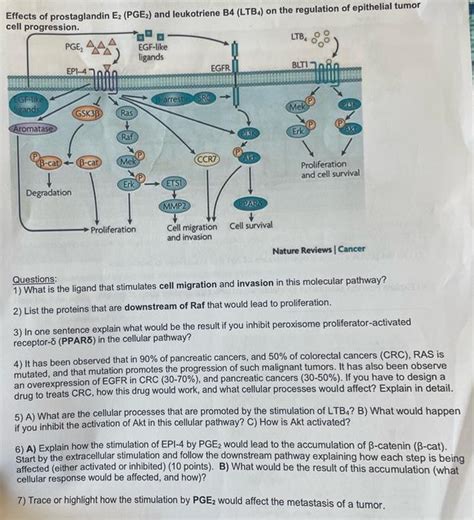 Effects Of Prostaglandin E2 Pge 2 And Leukotriene