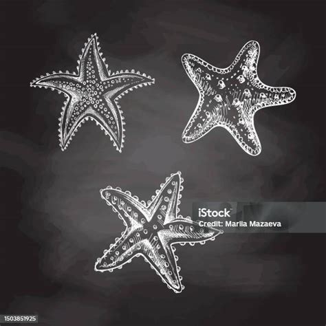 해양 불가사리 해양 수중 벡터의 손으로 그린 스케치 칠판 배경에 그림을 새긴다 그리기에 대한 스톡 벡터 아트 및 기타 이미지