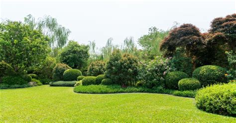 Remove Moss From Your Lawn By Drying It Out With Essential Products Express Co Uk