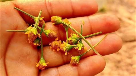 এই ফু লগুলো চিবিয়ে খেলে মুখের মধ্যে কখনো ঘা হবে না। Youtube