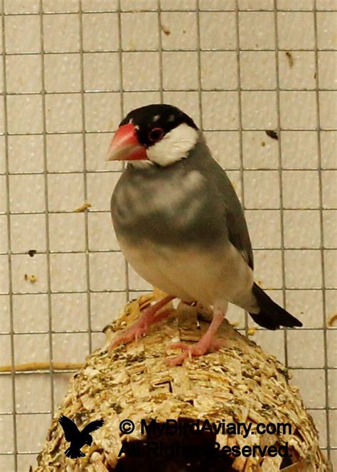 Java Finch My Bird Aviary