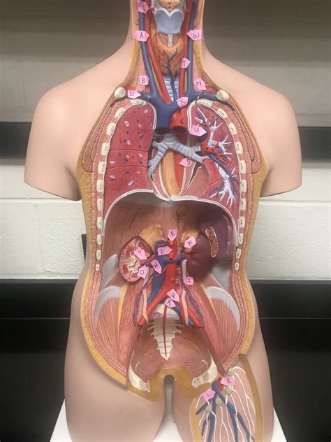 Veins Arteries Diagram Quizlet