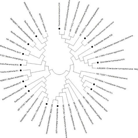Phylogenetic Tree Indicating The Relatedness Of P Longum Endophytes
