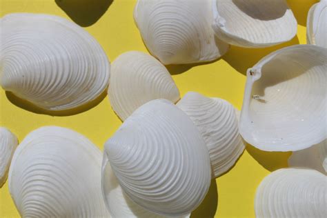 25 Sailors Ear Shells White Shellsduck Clams Florida Gulf Coast White Ribbed Seashells