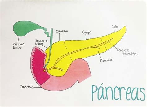 Páncreas Anatomía Médica Anatomia Y Fisiologia Humana Cosas De
