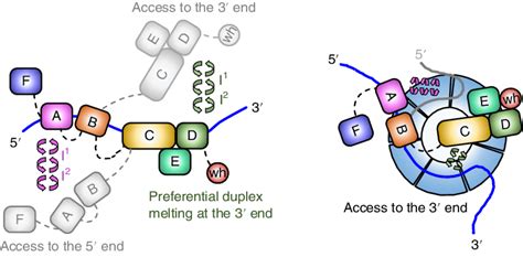 Dynamics Of Rpa Dbds And Modulation By Rad52 A Sequential And Download Scientific Diagram