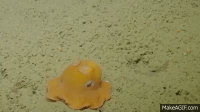 Shy Dumbo Octopus Hides Inside Its Own Tentacles Nautilus Live On