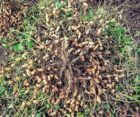 The Basics Of Growing Groundnuts On A Small Scale Lima Farms Limited