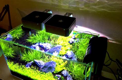Best Planted Aquarium Light Plant Ideas