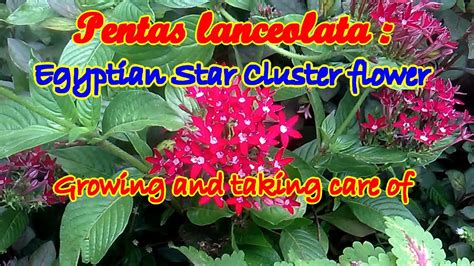 Egyptian Star Cluster Lanceolata Sunstar® Red Egyptian Star Flower