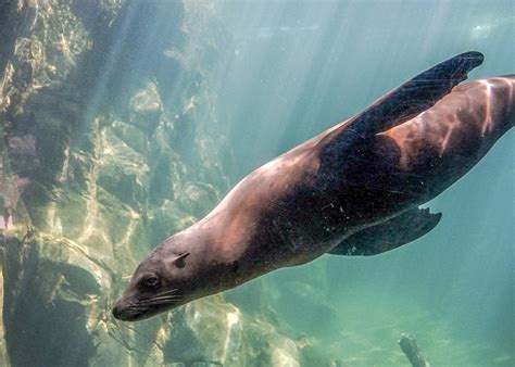 Sea Lion Swimming Level